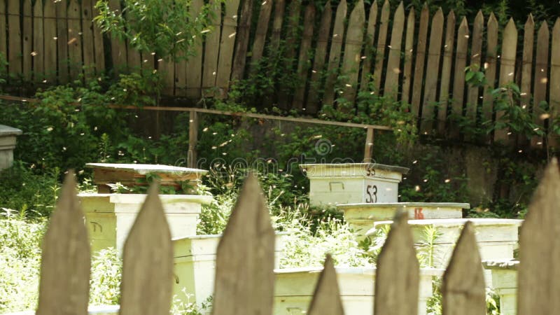 Hive bees behind fence stock footage. Video of meliponine - 136068488