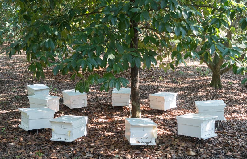 Hive of bees stock photo. Image of blossom, insect, beekeeping - 74977352