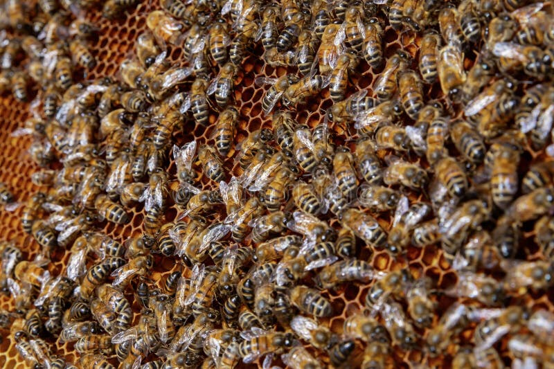Hive with Bees Working on a Hexagonal Panel Stock Photo - Image of ...
