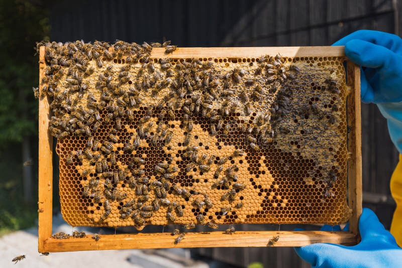Hive Frame Covered with Bees and Honeycomb, Macro Shot Stock Image ...
