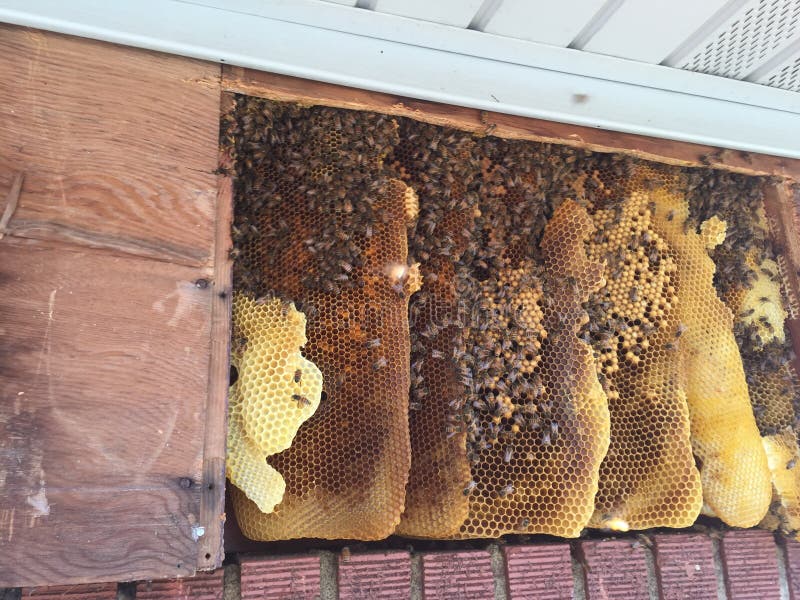 Hive in wall stock image. Image of swarm, hive, wall - 55180953