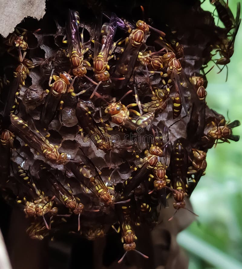 Hive of Wild Bees in Natural Environment Stock Photo - Image of tree ...