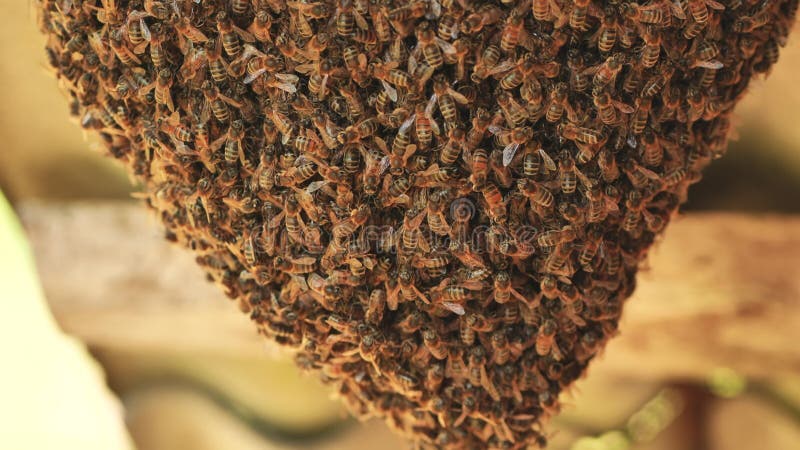 A Hive of Wild Bees in the Countryside. Stock Video - Video of animal ...