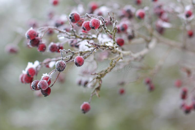 Hiver Blanc - Sorbe Congelée D'arbre Fruitier Image stock - Image du ...