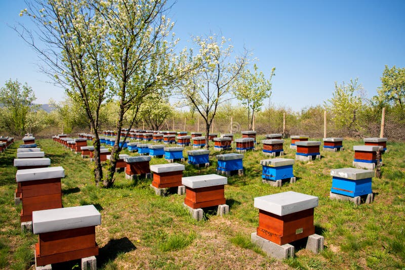 Hives in the apiary stock photo. Image of farm, swarm - 102584810
