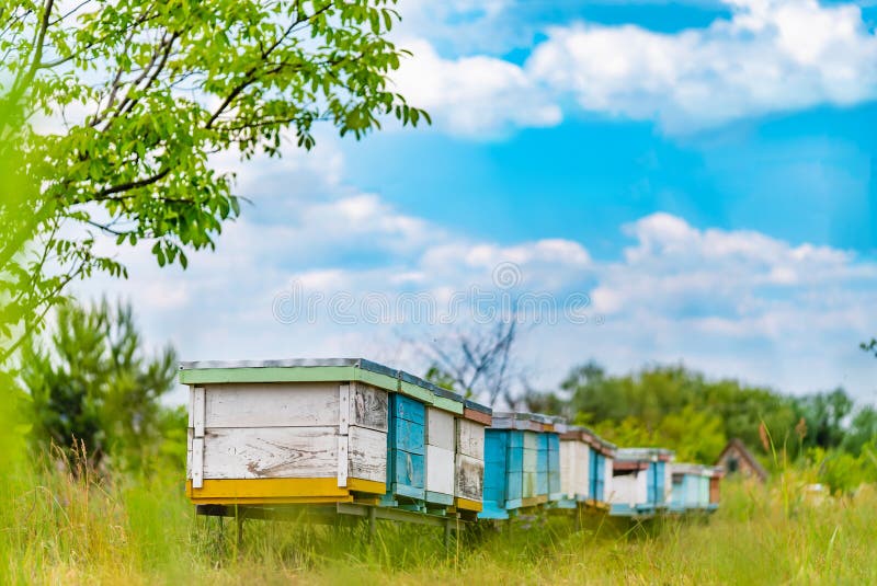 Hives in an Apiary. Life of Worker Bees. Work Bees in Hive. Apiculture ...