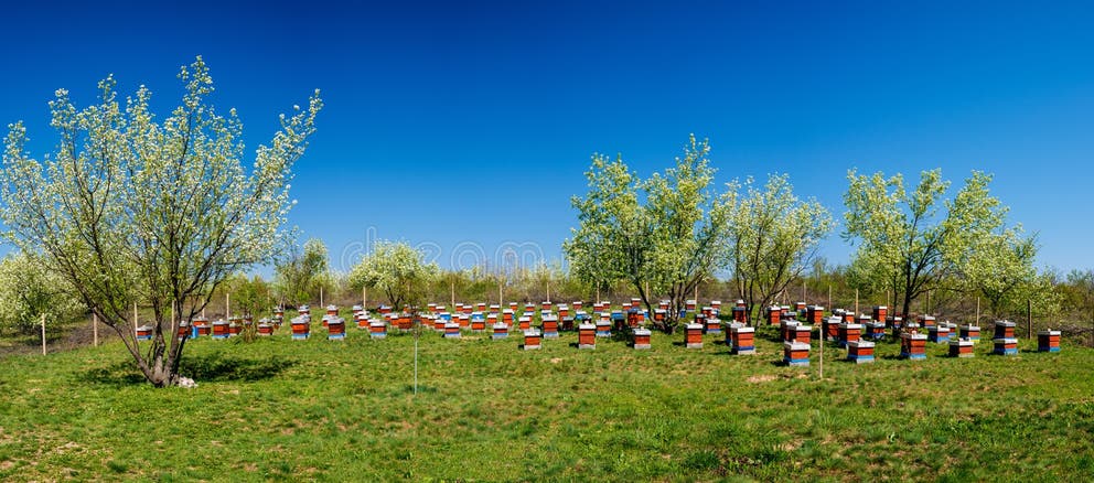 Hives in the apiary stock photo. Image of nature, grass - 102585264