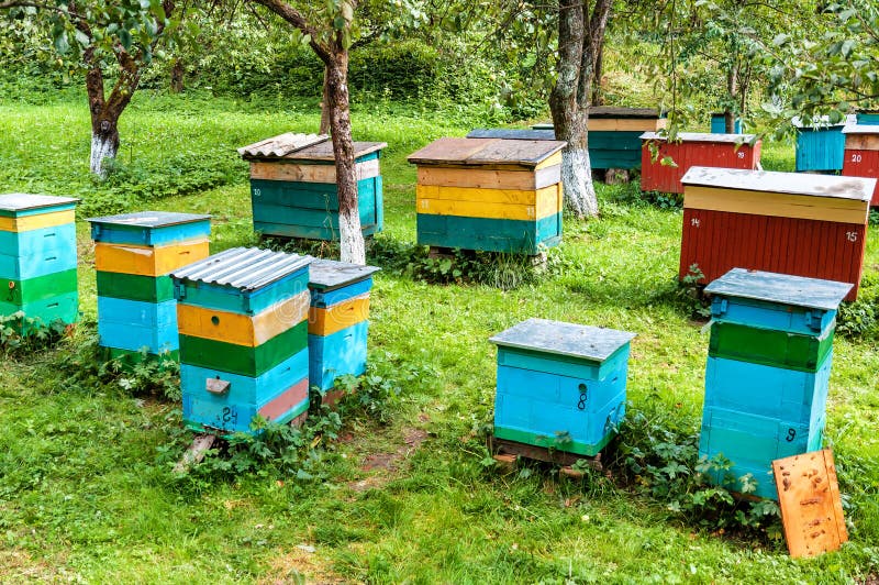 Hives on the apiary stock image. Image of agriculture - 84725653