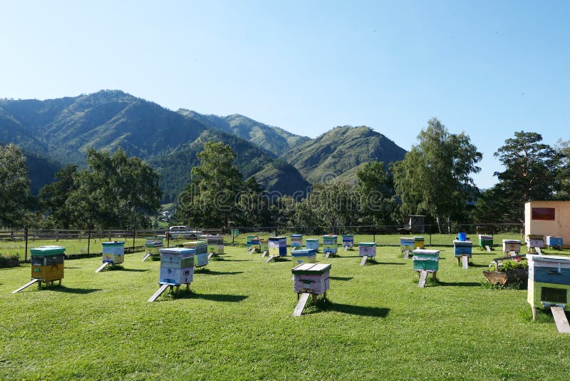 On the mountain apiary stock image. Image of healthy - 93198279