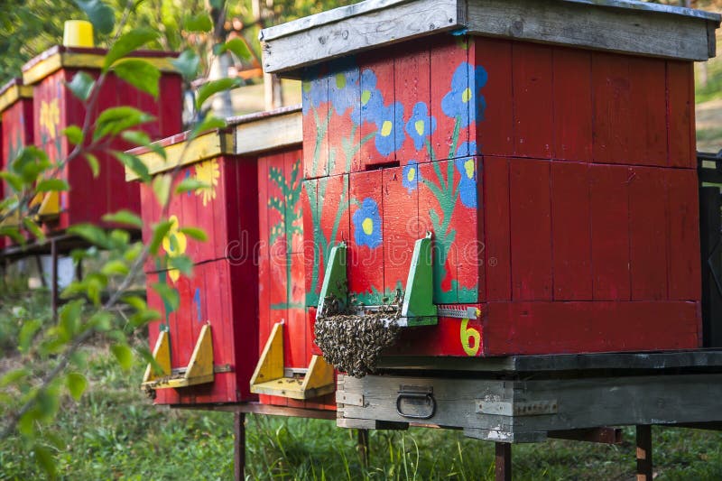 Hives stock photo. Image of hives, nature, apiary, beautiful - 66842388