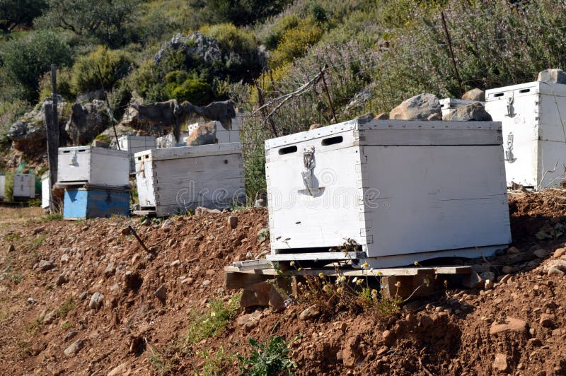 Hives of bee. stock image. Image of agriculture, rural - 70319453