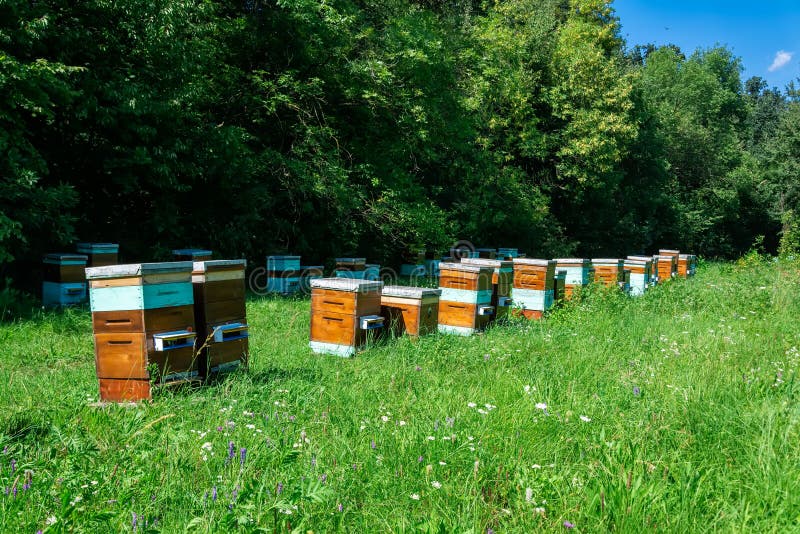 Hives of Bees in the Apiary. Apiculture. Stock Photo - Image of garden ...