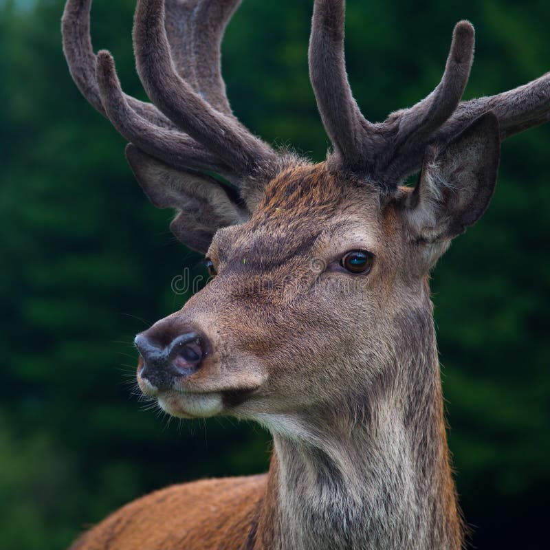 Hjortar arkivfoto. Bild av nära, hjortar, prickar, india - 22396132