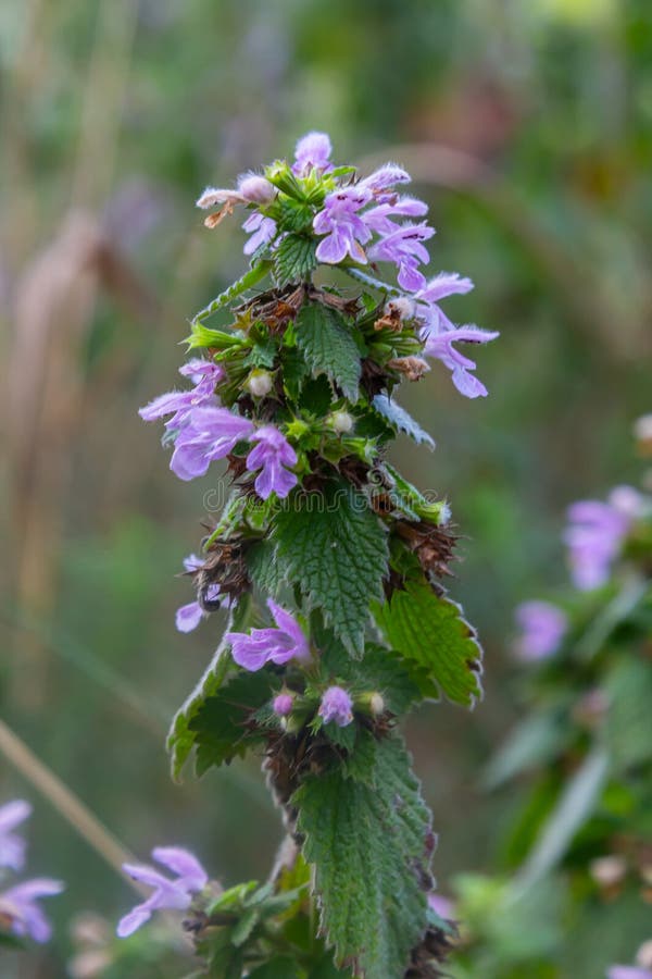 Tryphon Tournesol Stock Photos - Free & Royalty-Free Stock Photos from ...