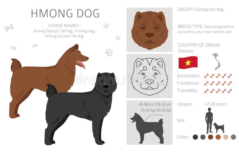 Hmong Dog Clipart. Different Poses, Coat Colors Set Stock Vector ...