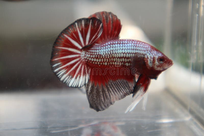 Hmpk read betta fish stock photo. Image of read, flower - 269431070