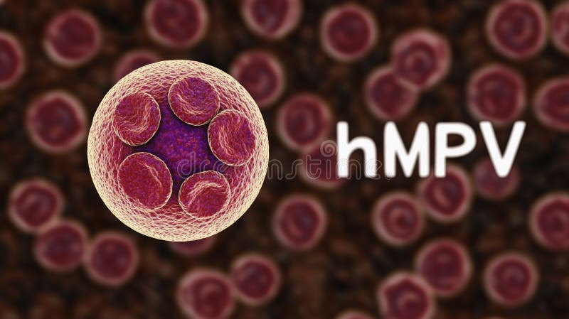 Hmpv Virus Structure Close-up with Highlighted Protein Components. HMPV ...