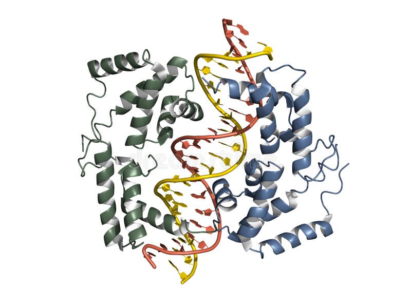 Dna Translation Transcription Factor Stock Illustrations – 17 Dna ...