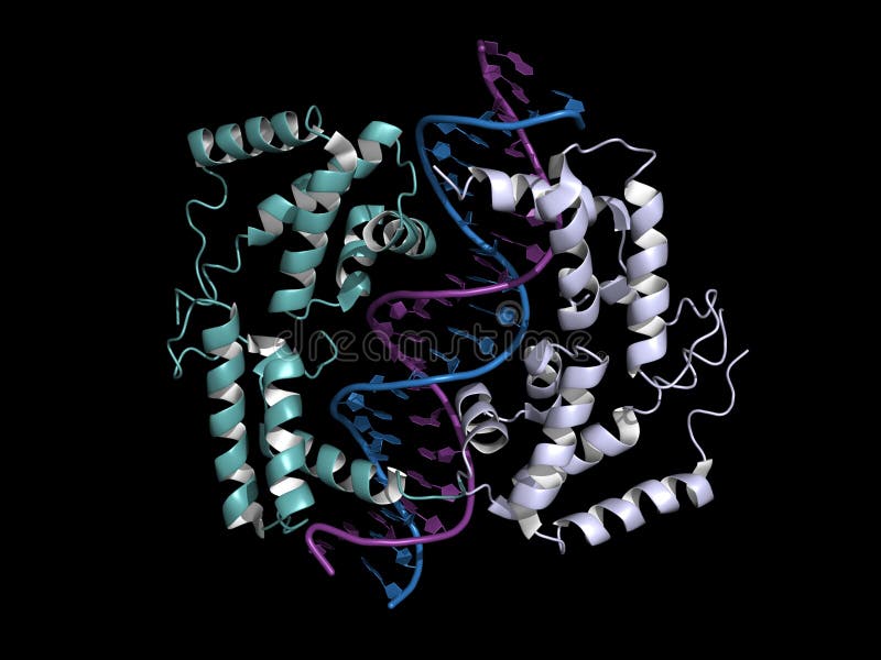 Dna Translation Transcription Factor Stock Illustrations – 24 Dna ...