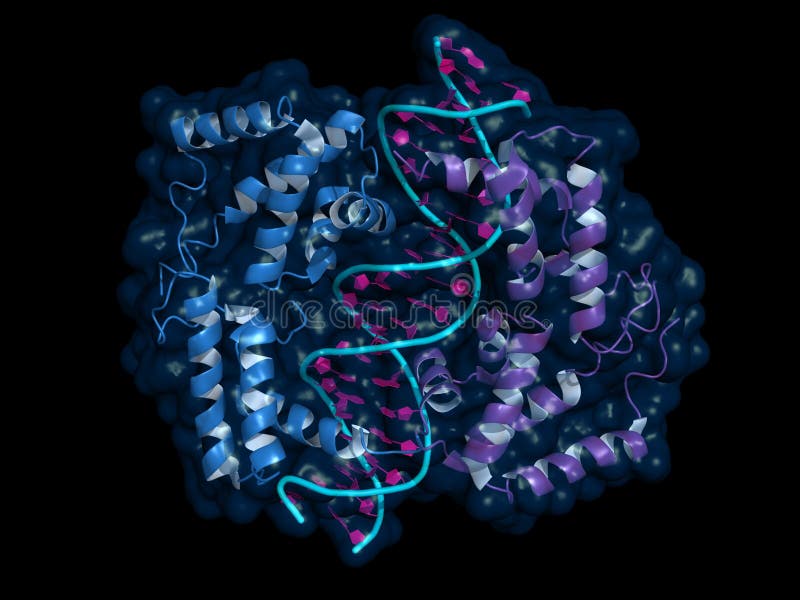 Dna Translation Transcription Factor Stock Illustrations – 24 Dna ...