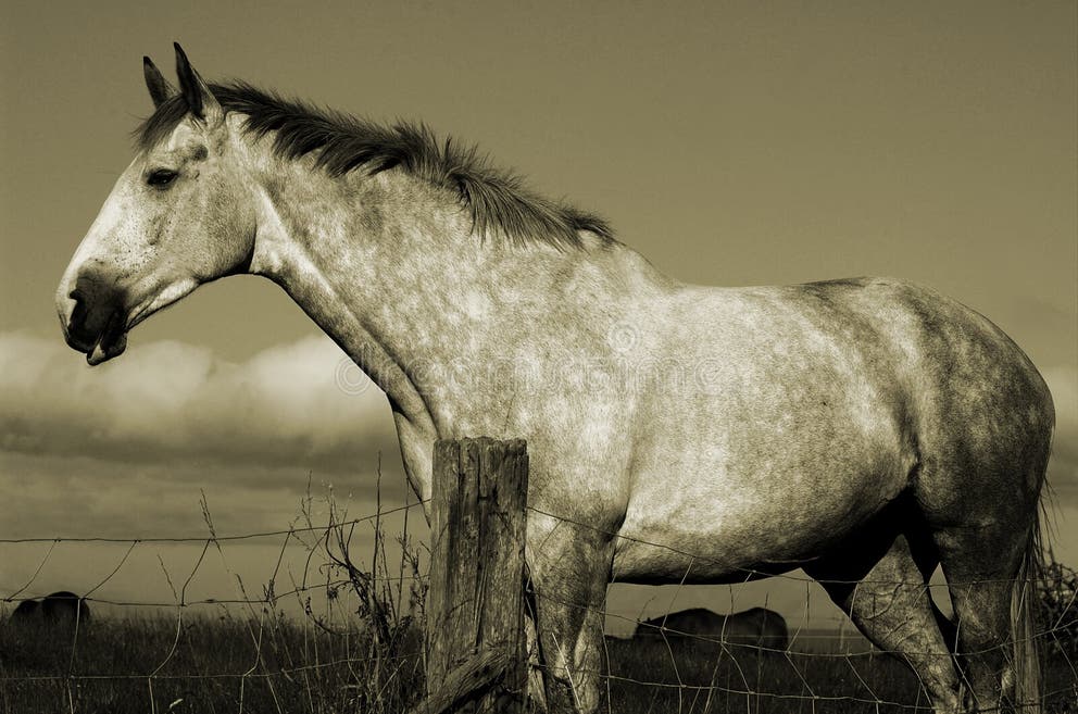 Ho4rse irlandés foto de archivo. Imagen de macro, thoroughbred - 207428