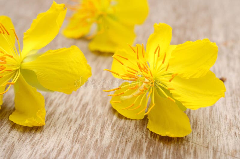 Ochna Integerrima Flower. stock photo. Image of culture - 172968776