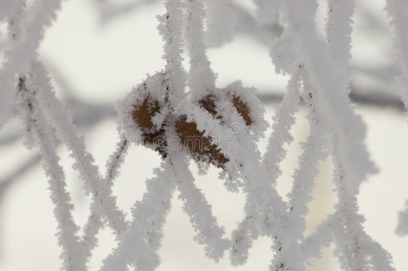 Hoar on the branch stock photo. Image of branch, natural - 12657866