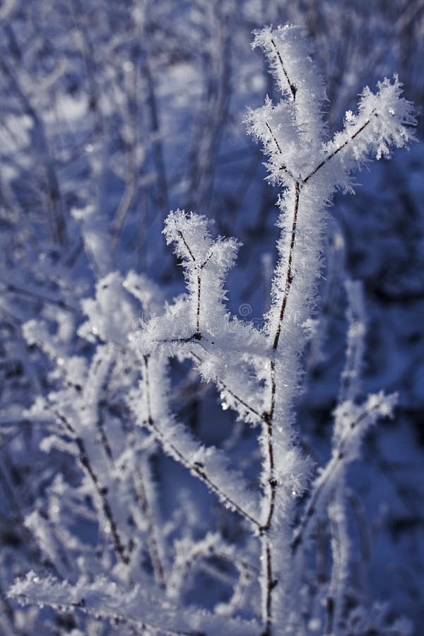 Hoar on the branch stock photo. Image of hoarfrost, cold - 49254870
