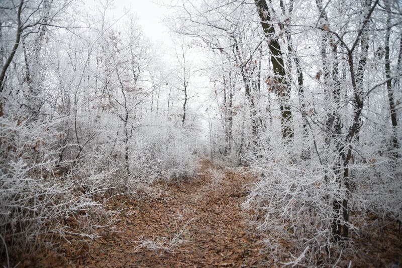 Hoar on the Branches of Trees in the Forest Stock Photo - Image of ...