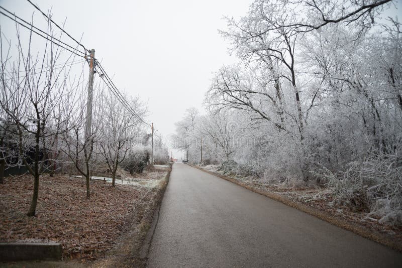 Hoar on the Branches of Trees in the Forest Stock Image - Image of ...