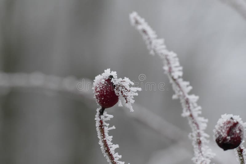 Hoar covered frozen hips stock photo. Image of plant - 81999764