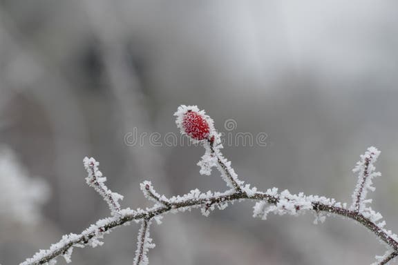 Hoar covered frozen hips stock image. Image of nice, rose - 81999823