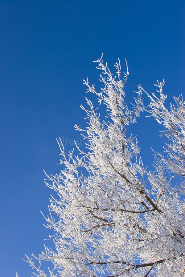 Hoar Frost stock image. Image of frost, white, cold, blue - 233523