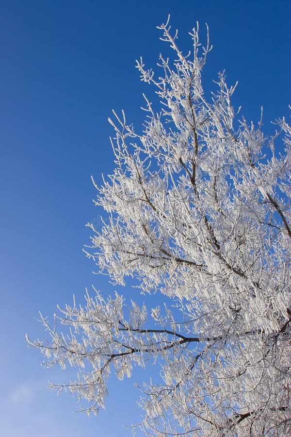 Winter hoar-frost on tree stock photo. Image of russia - 375170