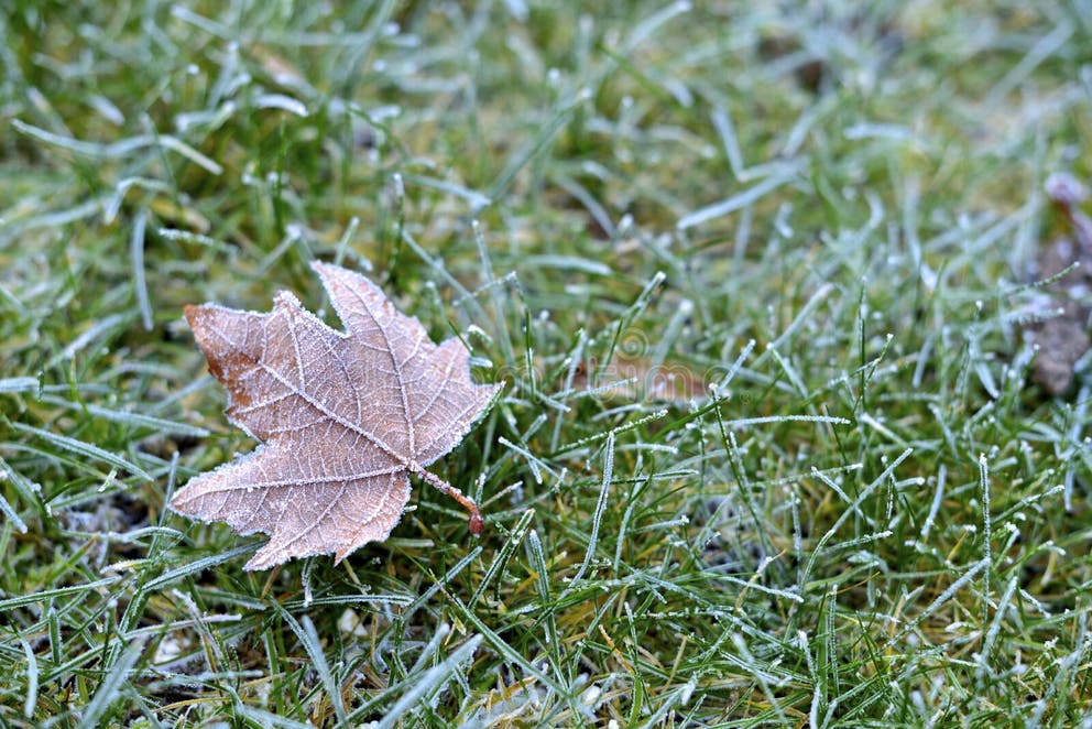 Hoar-frost stock photo. Image of macro, scene, frozen - 28165166