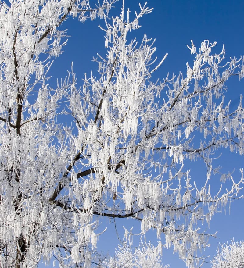 Hoar Frost 4 stock photo. Image of blue, white, frost, cold - 271238