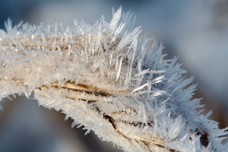 Hoar-frost stock image. Image of azure, field, winter, macro - 709687