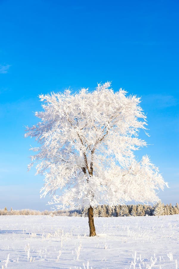 Hoar frost stock photo. Image of hill, clear, white, frost - 77153486