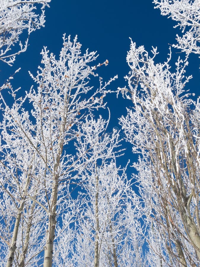 Hoar-frost Covered Trees in Winter Stock Photo - Image of outdoor ...