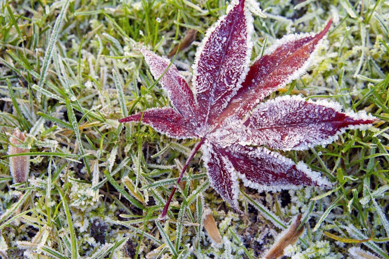 Hoar-frost on a Fallen Leaf Stock Photo - Image of closeup, single ...