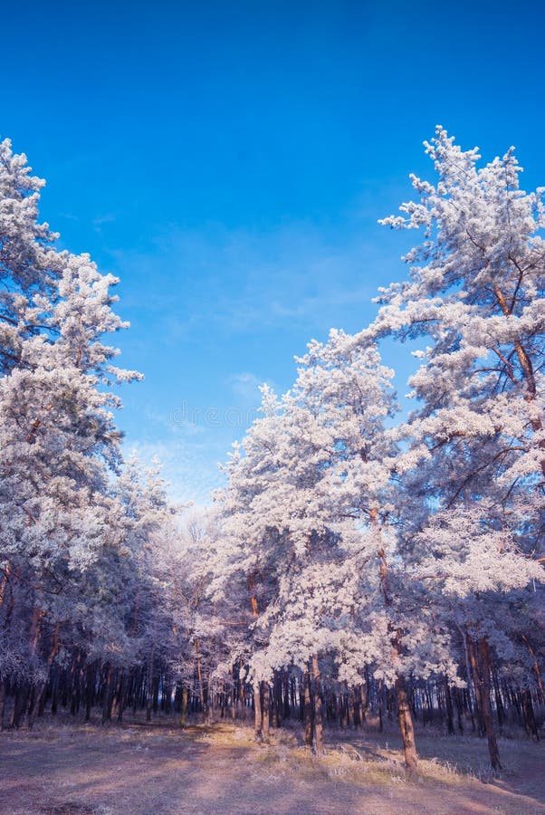 Hoar frost forest stock photo. Image of cold, closeup - 50236332