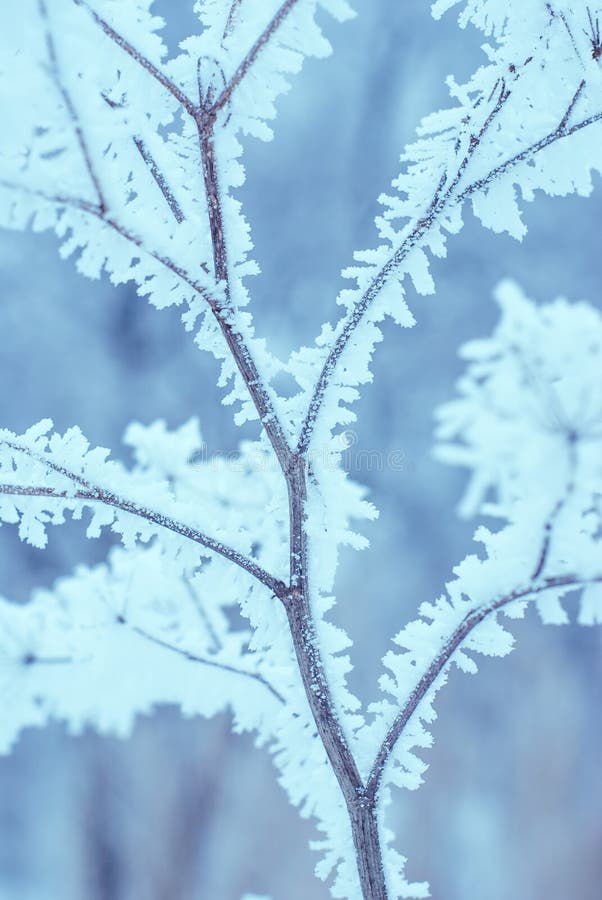 Hoar-frost forest 39 stock image. Image of nature, beauty - 50706829