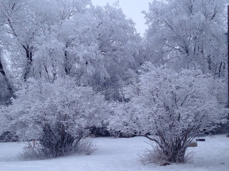 Hoar frost editorial image. Image of hoar, back, frost - 48317865