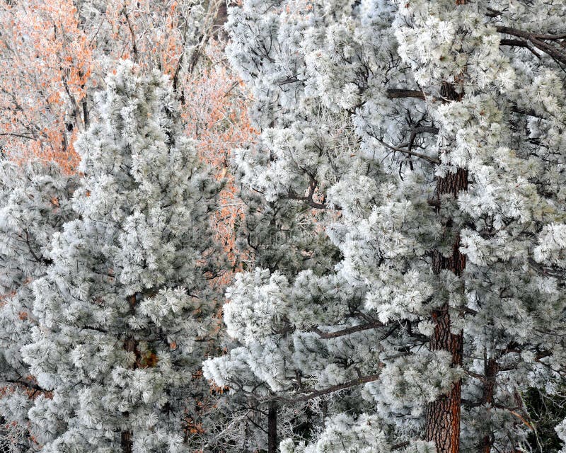 Hoar Frost on a Pine Tree, Montana. Stock Photo - Image of tree, plant ...