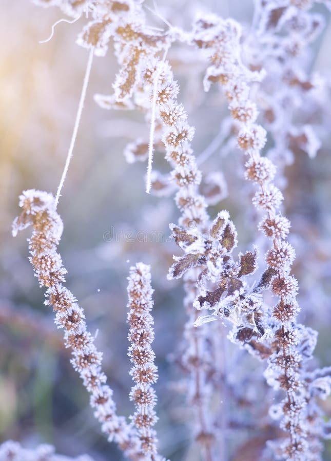 Hoar frost on the plants stock photo. Image of outdoor - 22467890