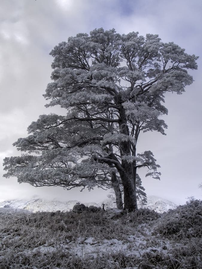 Hoar frost on solo tree stock photo. Image of cold, sheil - 21535710