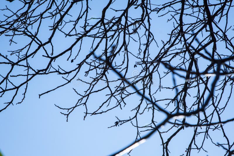 Hoar-frost on tree stock image. Image of clean, cold - 132477571