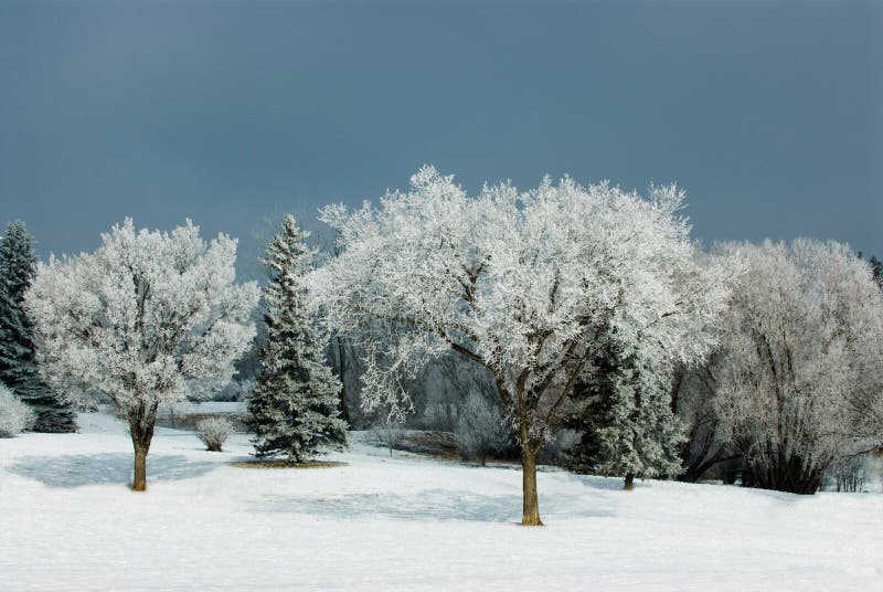 Hoar frost on trees stock photo. Image of purity, nature - 2307498