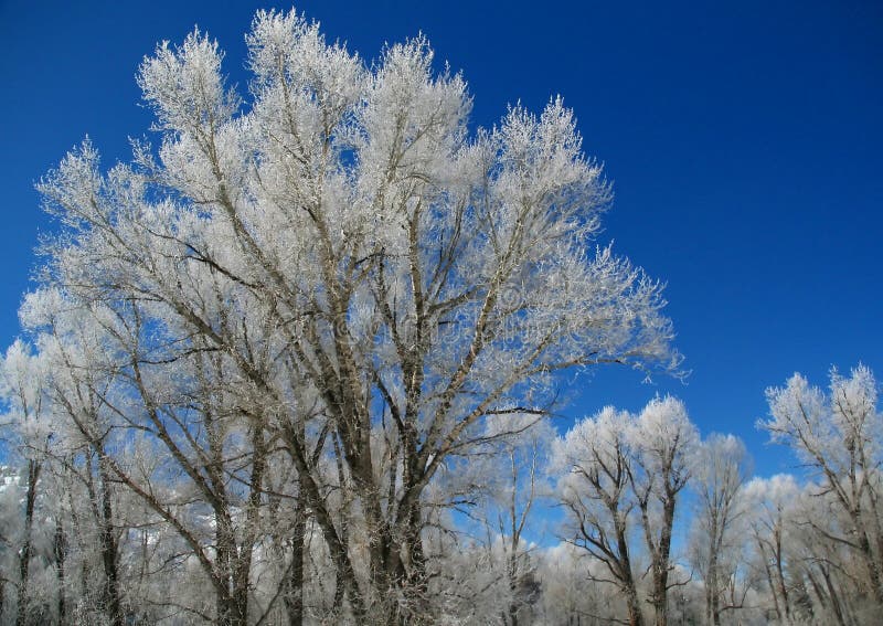 Hoar frost on trees stock image. Image of trees, twigs - 4718747