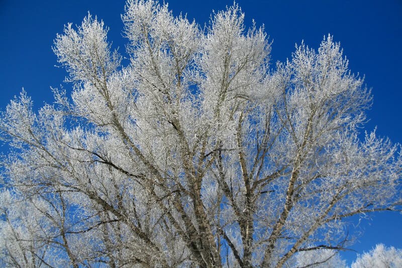 Hoar frost on trees stock image. Image of blue, poplar - 4718821